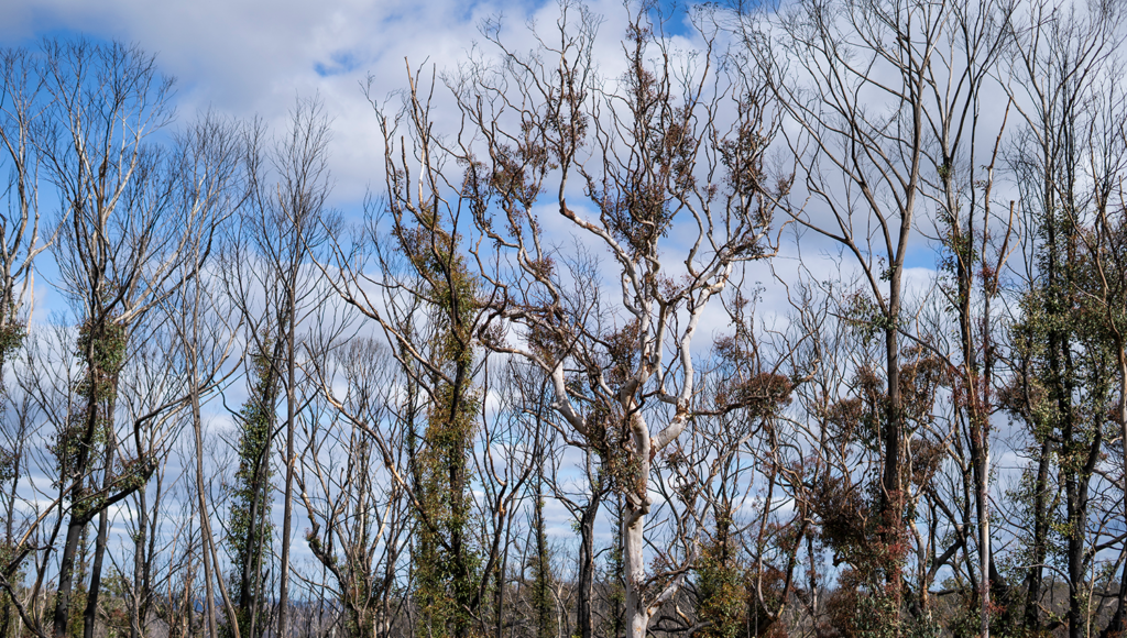 Learn what 'nature positive' means and why it is important - Canopy